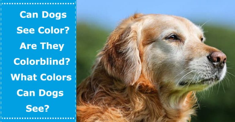Can Dogs See Color? Are They Colorblind? What Colors Can Dogs See? - PetXU