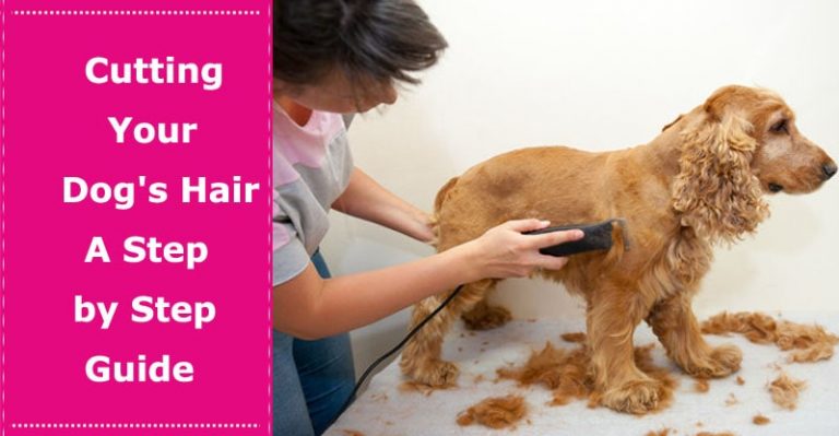 Cutting Your Dog's Hair – A Step by Step Guide to How to Dog Haircut ...