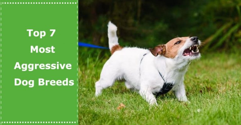 Top 7 Most Aggressive Dog Breeds - PetXU