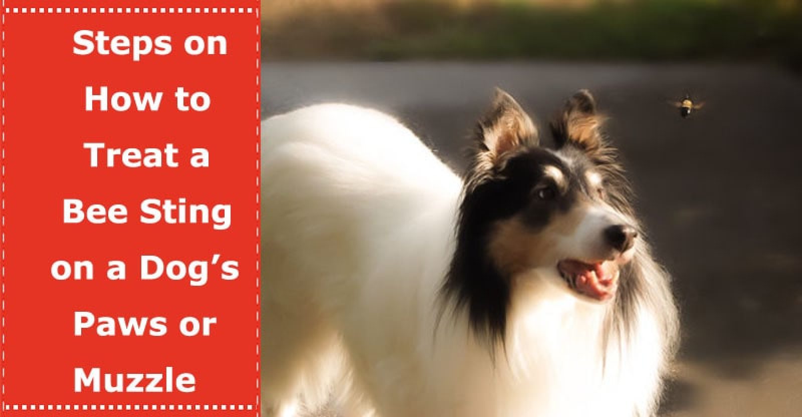 Steps on How to Treat a Bee Sting on a Dog’s Paws or Muzzle - PetXU