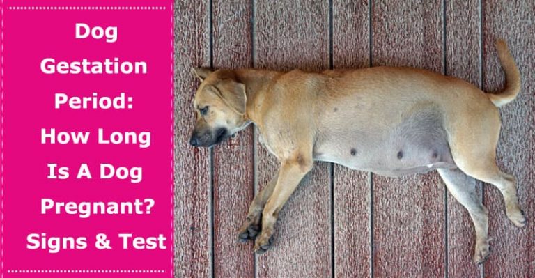Dog Gestation Period: How Long Is a Dog Pregnant? Signs & Test - PetXU