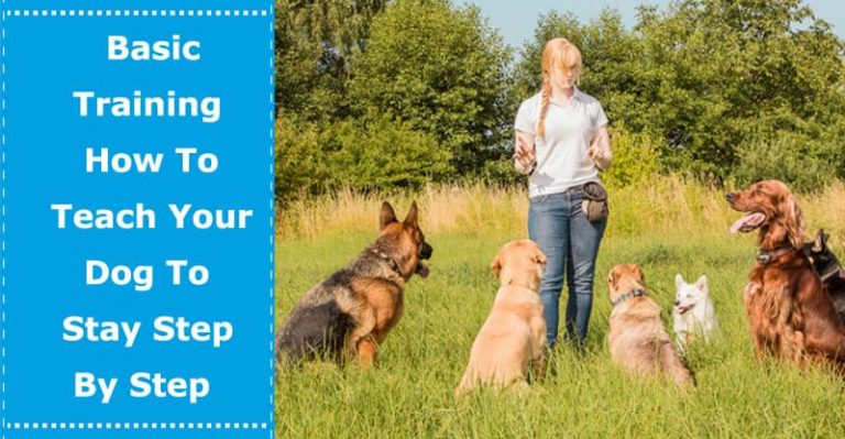 Basic Training: How To Teach Your Dog To Stay Step By Step - PetXU