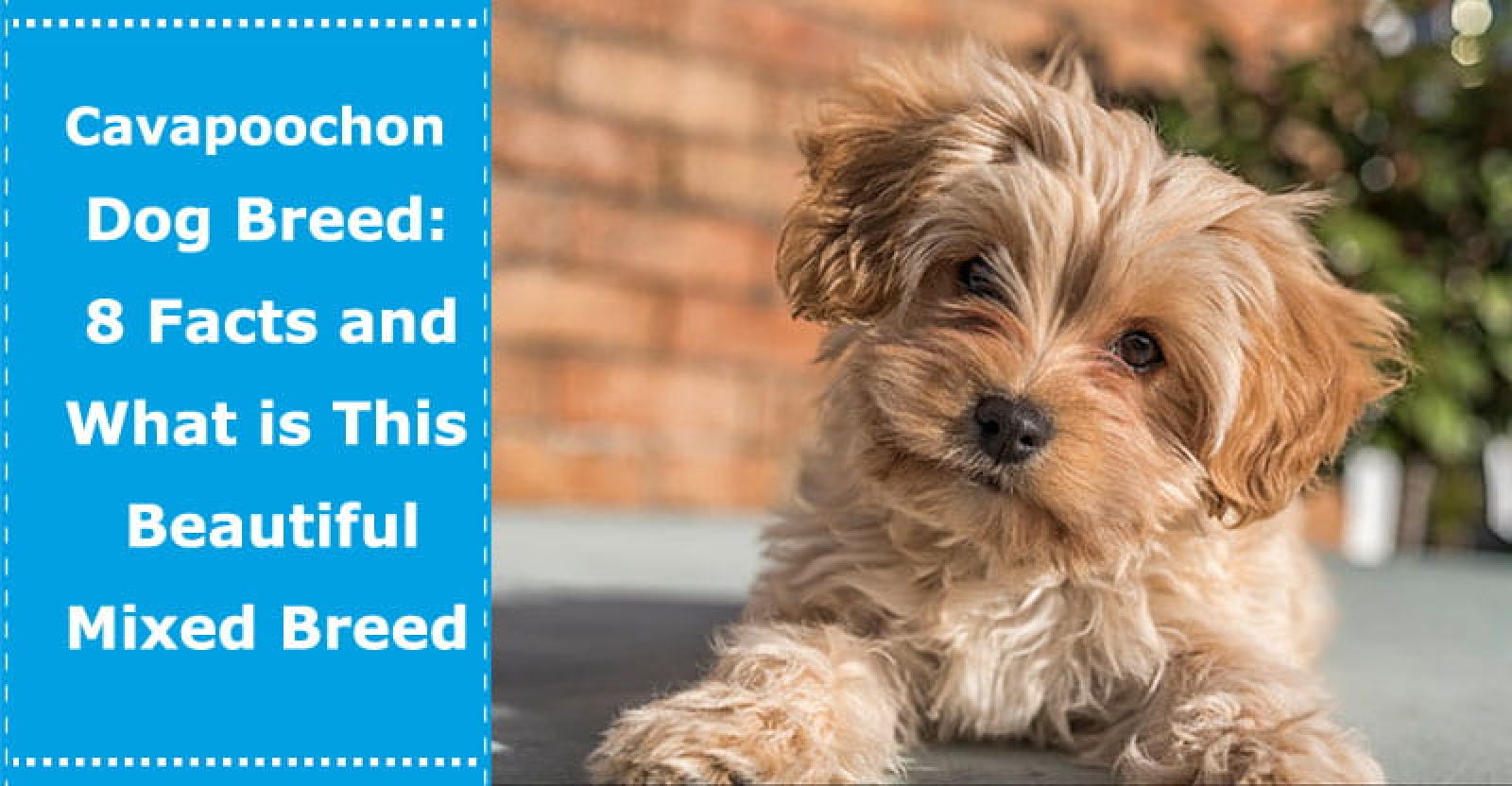 Cavapoochon Dog Breed: 8 Facts and What is This Beautiful Mixed Breed ...