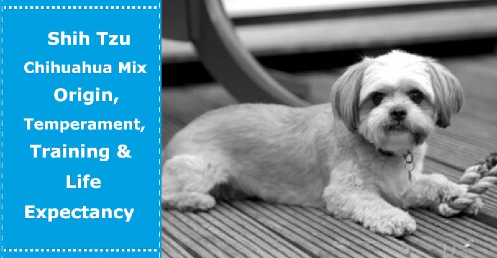 Shih Tzu Chihuahua Mix "Shichi" : Origin, Temperament, Training & Life ...