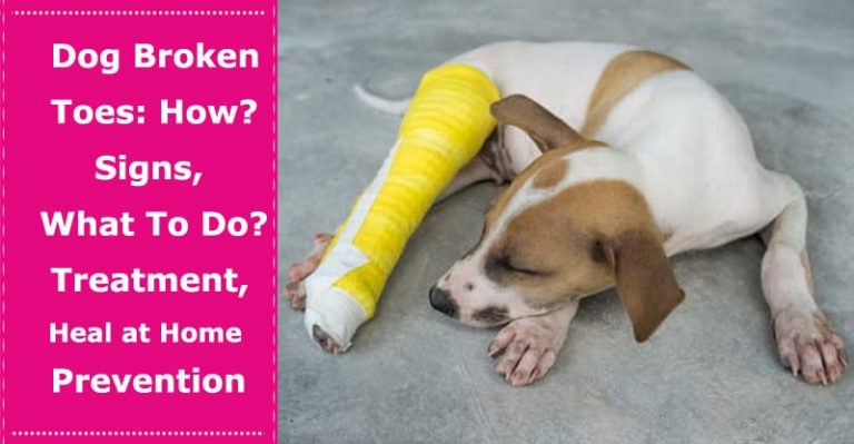 Dog Has Broken Toes: How? Signs, What To Do? Treatment, Heal at Home ...