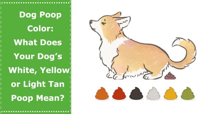 Dog Poop Color: What Does Your Dog’s Black or Dark Maroon, Brown, Gray ...