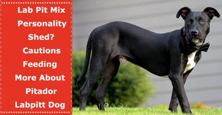 Lab Pit Mix (Labrabull): Personality, Shed? Cautions, Feeding and More ...